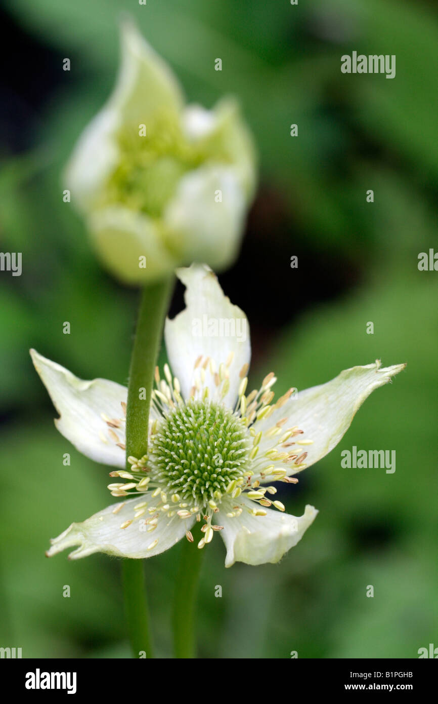 Anemone cylindrica parchment lemon cream herbaceous perennial hi-res ...