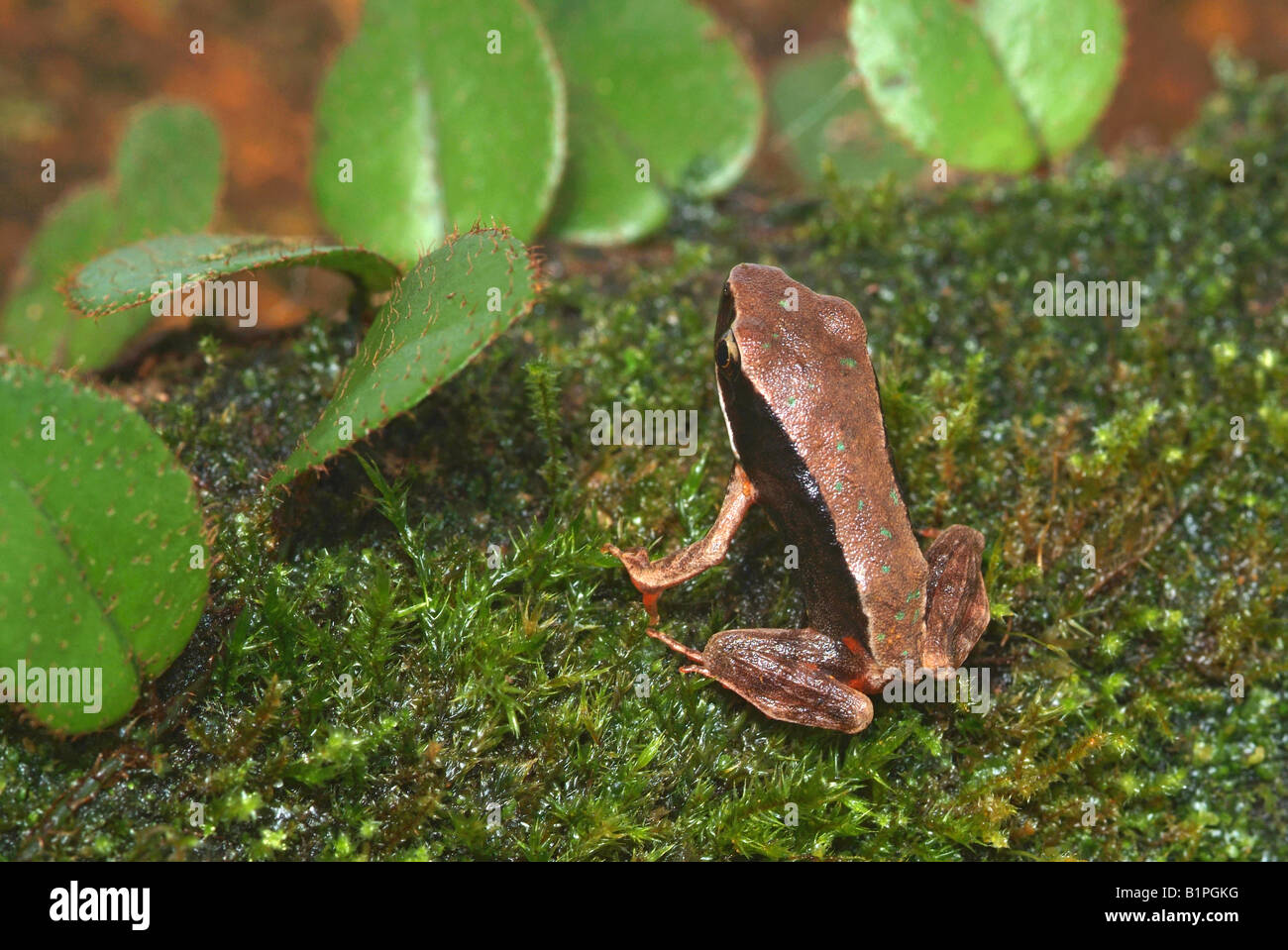 COSTA RICA frog Stock Photo - Alamy