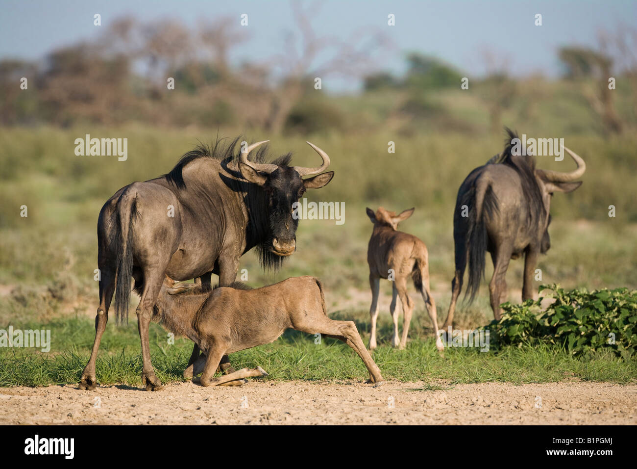 Common blue wildebeest gnu Connochaetes taurinus suckling young ...