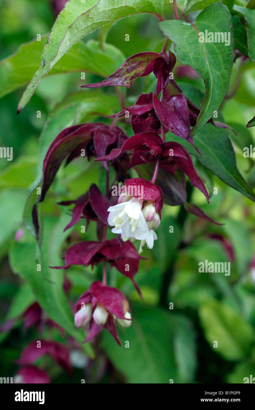 LEYCESTERIA FORMOSA AGM Stock Photo - Alamy