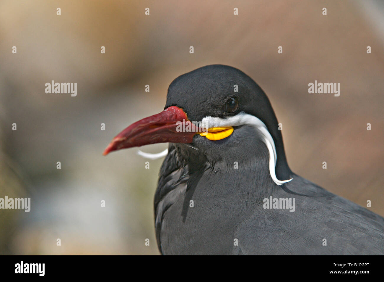 Inca Tern Portrait (Larosterna inca Stock Photo - Alamy