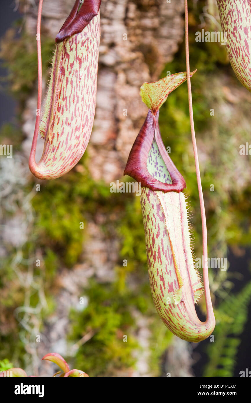 A Tropical Pitcher Plant Stock Photo - Alamy