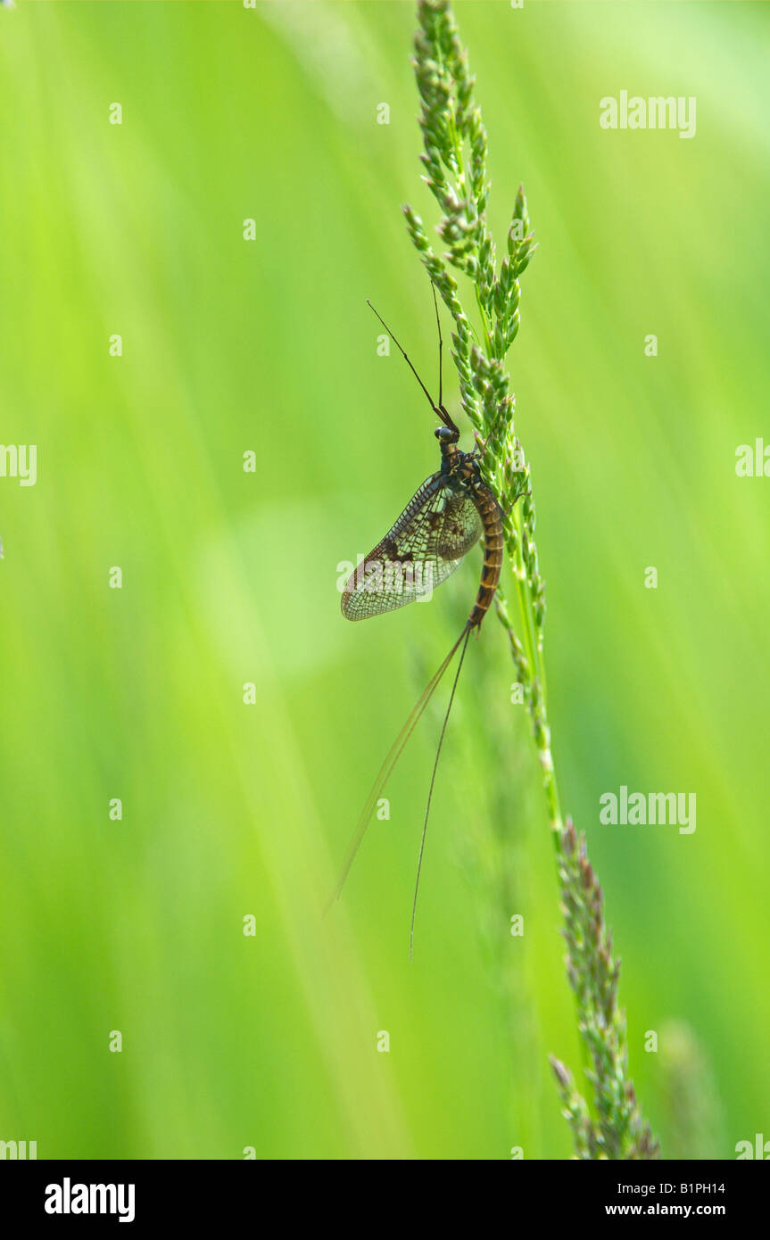 Green drake hi-res stock photography and images - Alamy