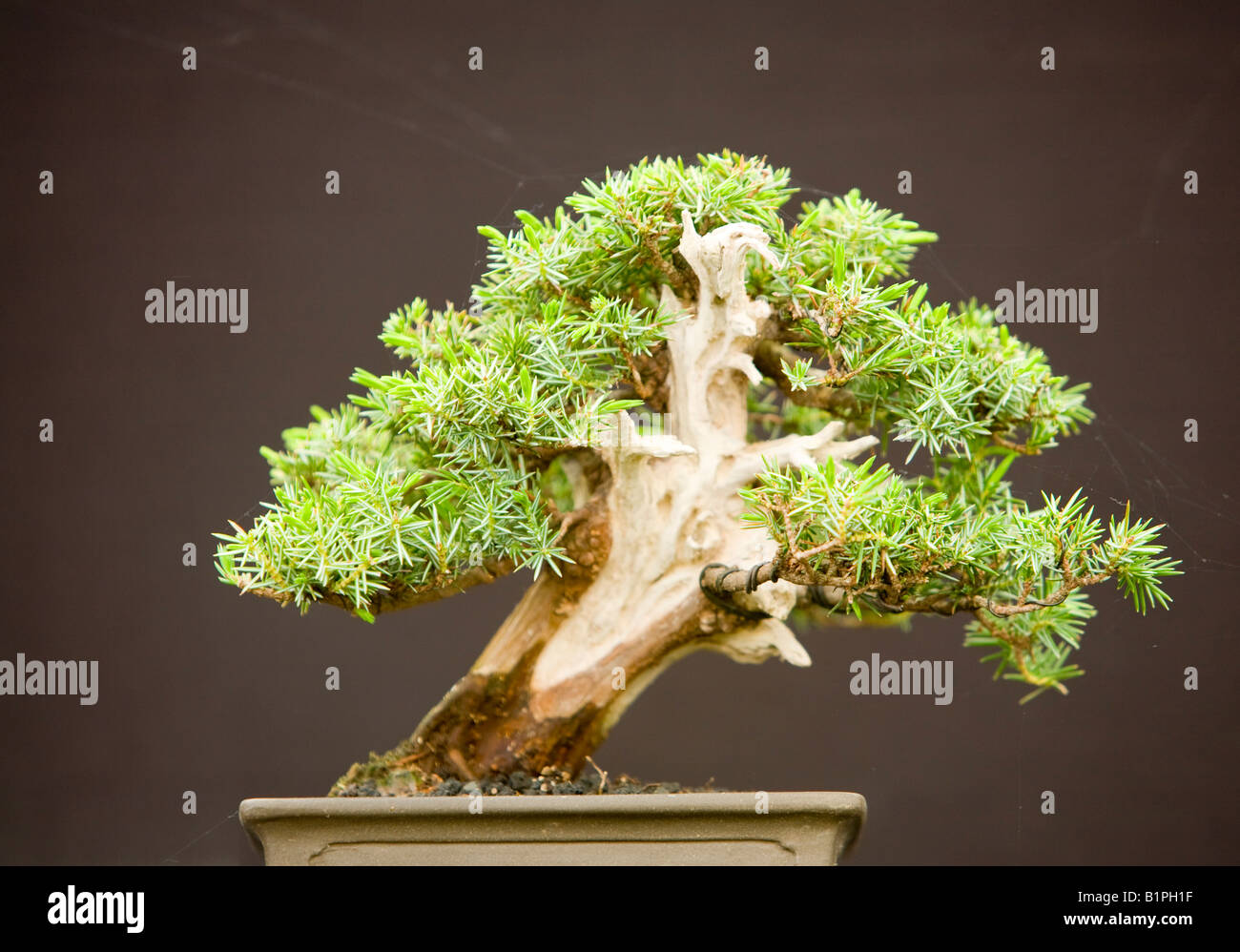A Bonzai tree Stock Photo - Alamy