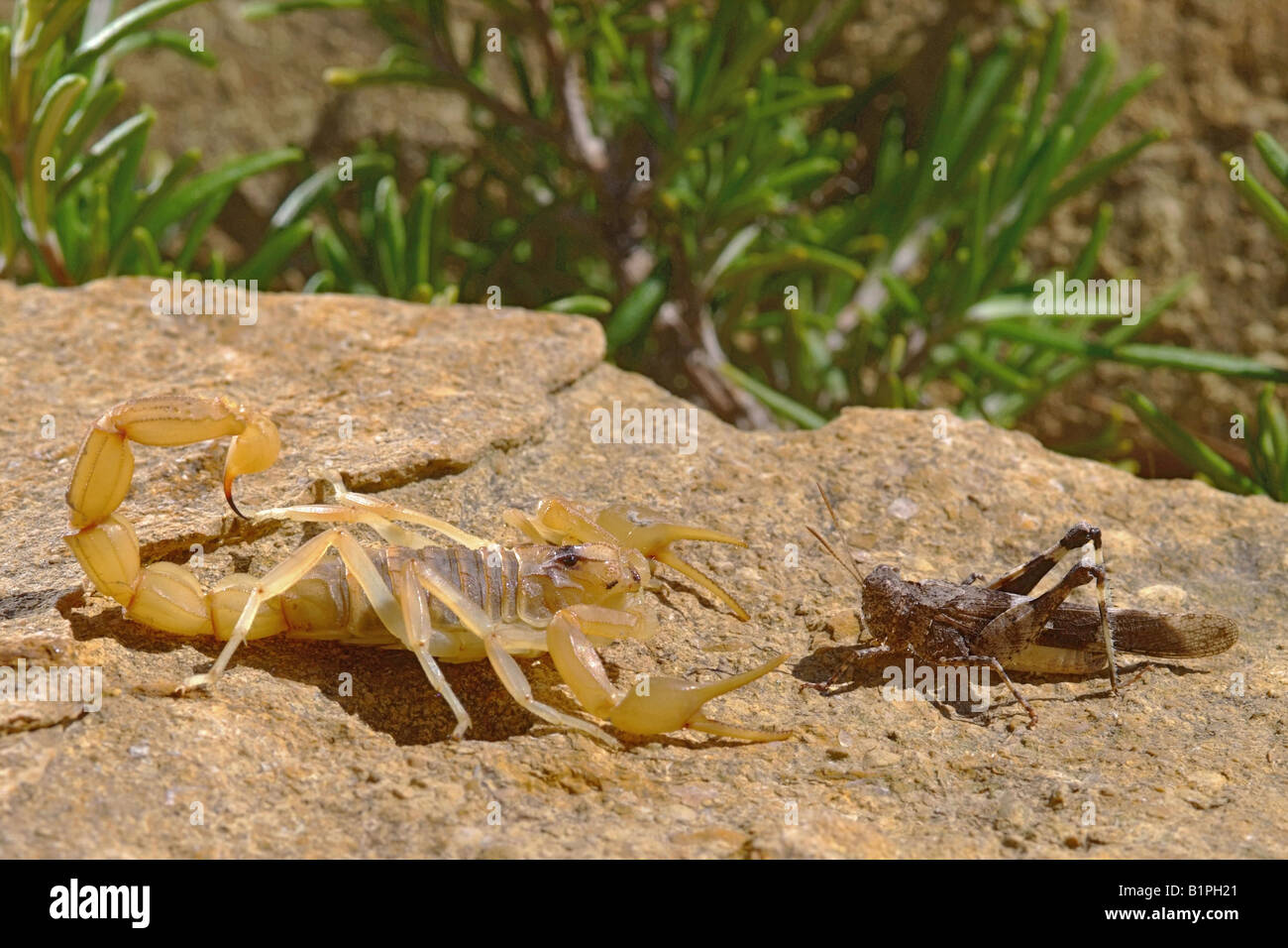 Yellow scorpion locust hi-res stock photography and images - Alamy