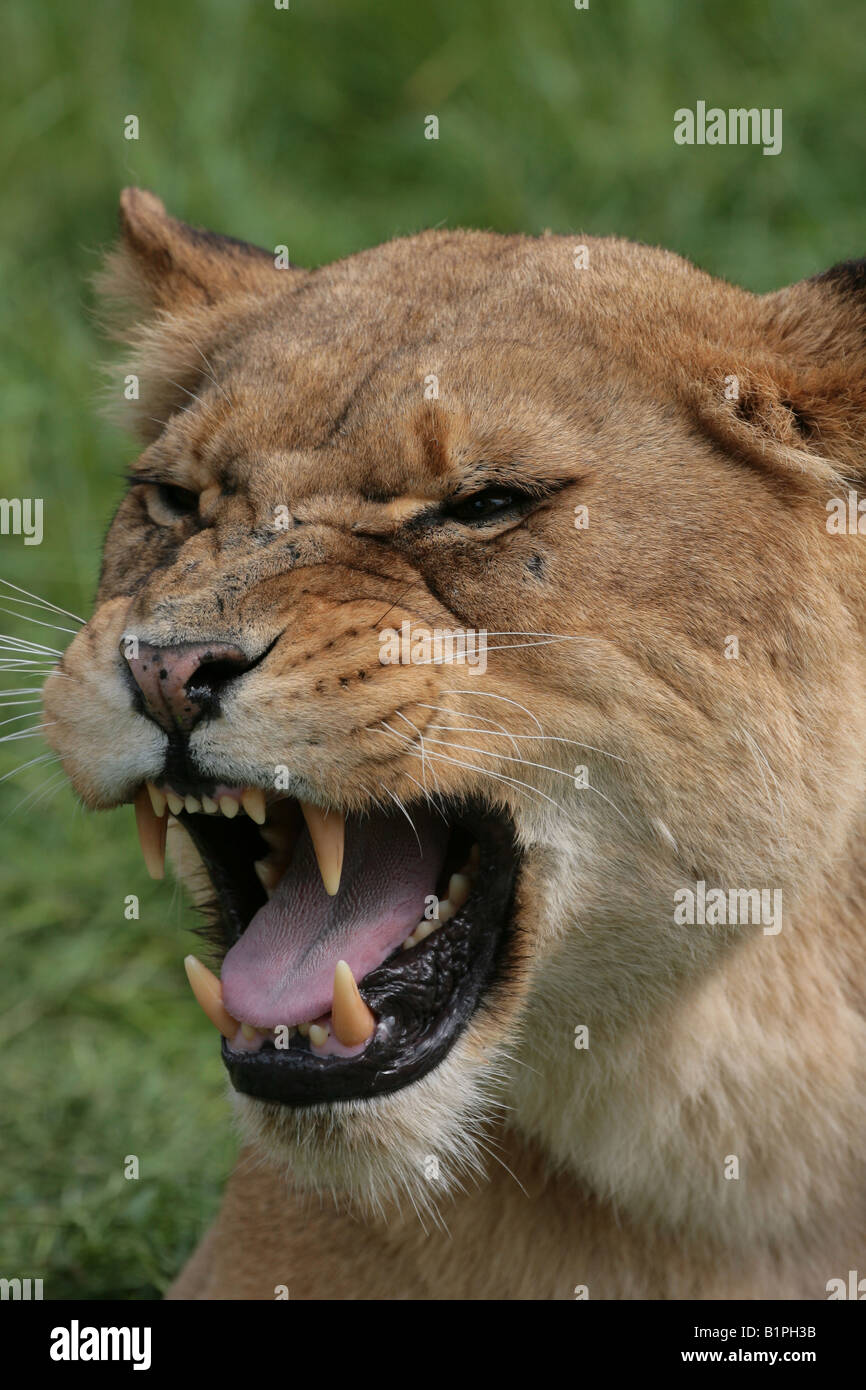 A Lioness growling Stock Photo - Alamy