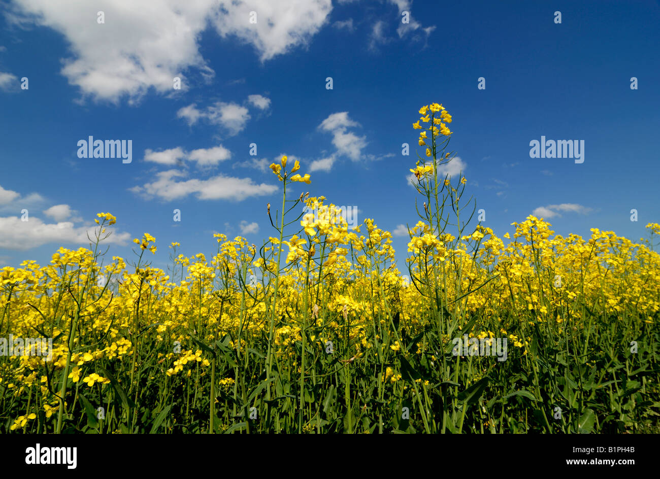 Field of yellow rape seed Stock Photo - Alamy