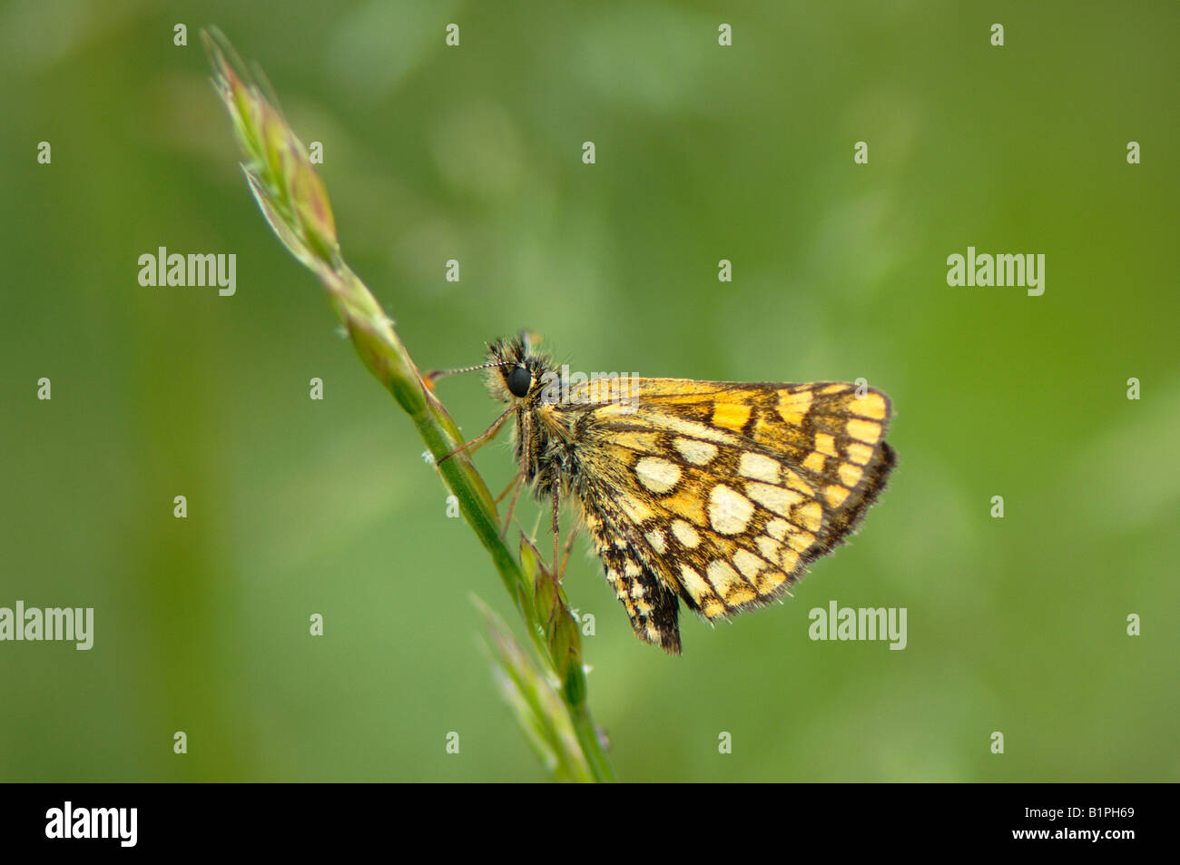 Heath fritillary (Melitaea athalia Stock Photo - Alamy