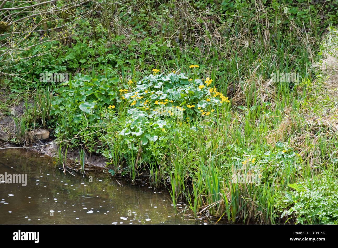 The banks of a river with bushes and trees Stock Photo - Alamy