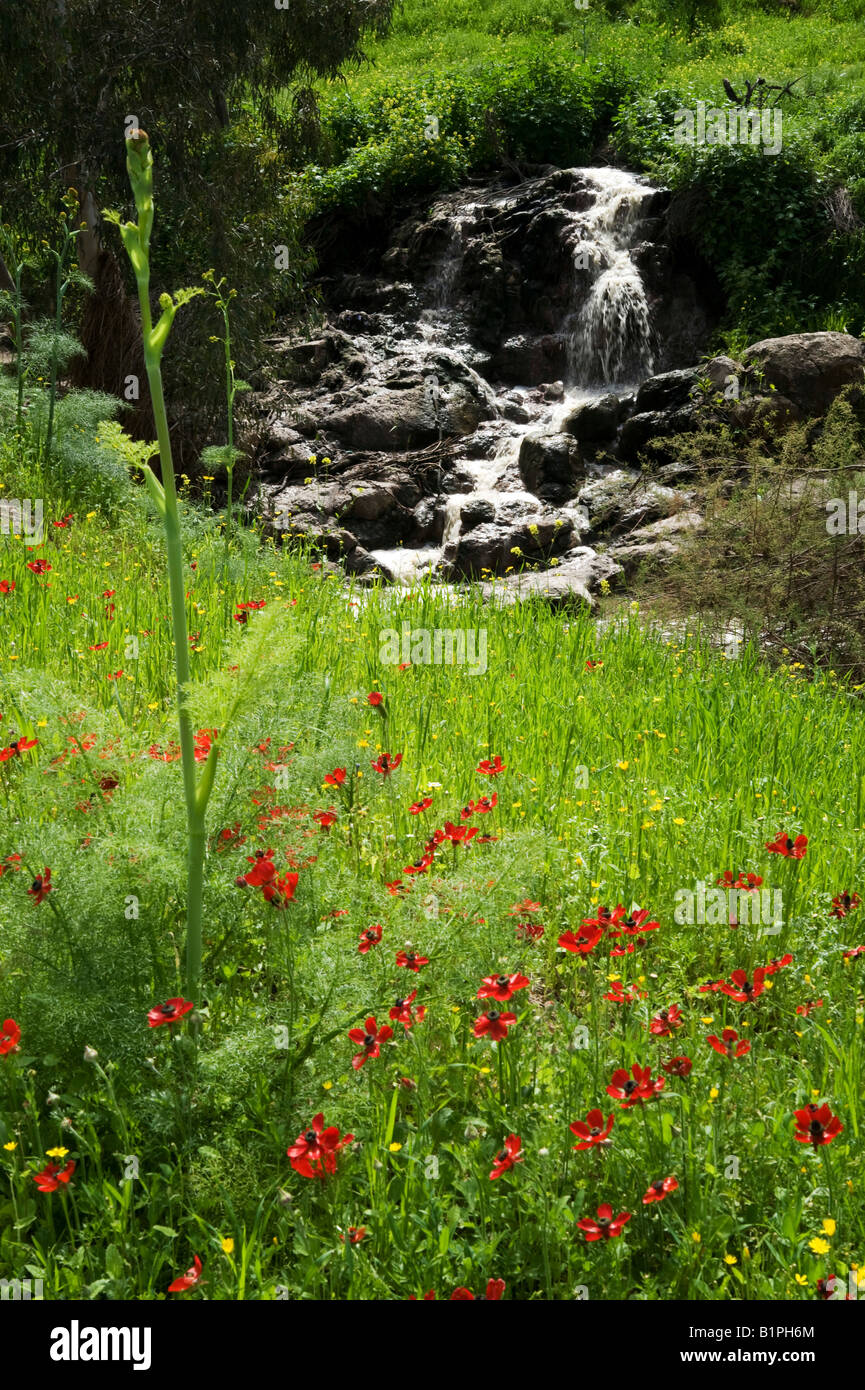 Israel Jezreel Valley Maayan Harod the Spring of Harod National Park ...