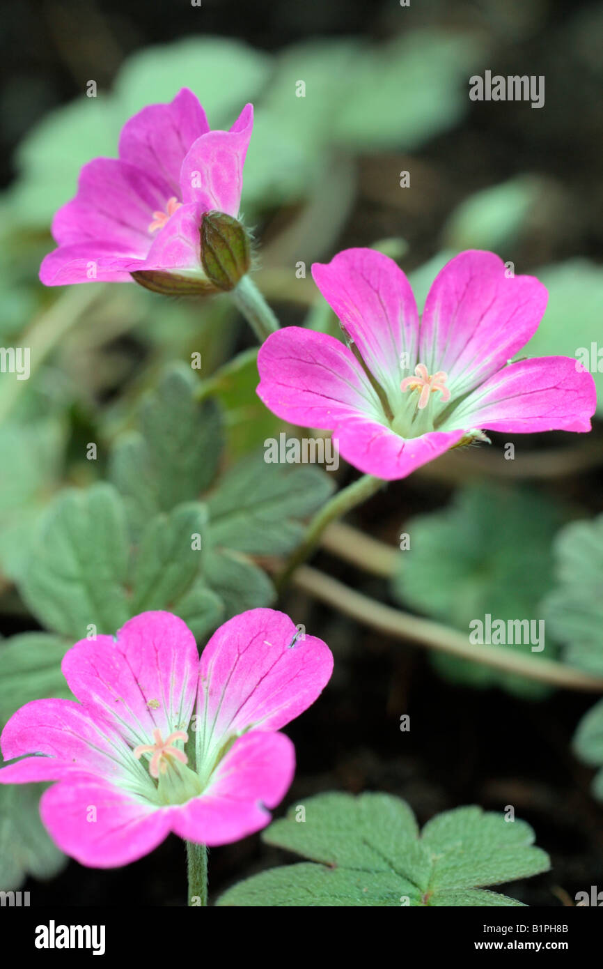 Alpine geranium hi-res stock photography and images - Alamy