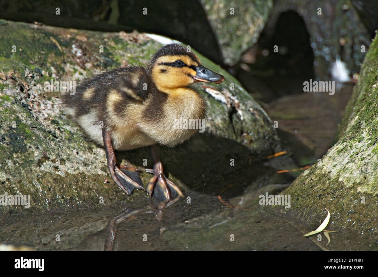 Black mallard duck hi-res stock photography and images - Alamy