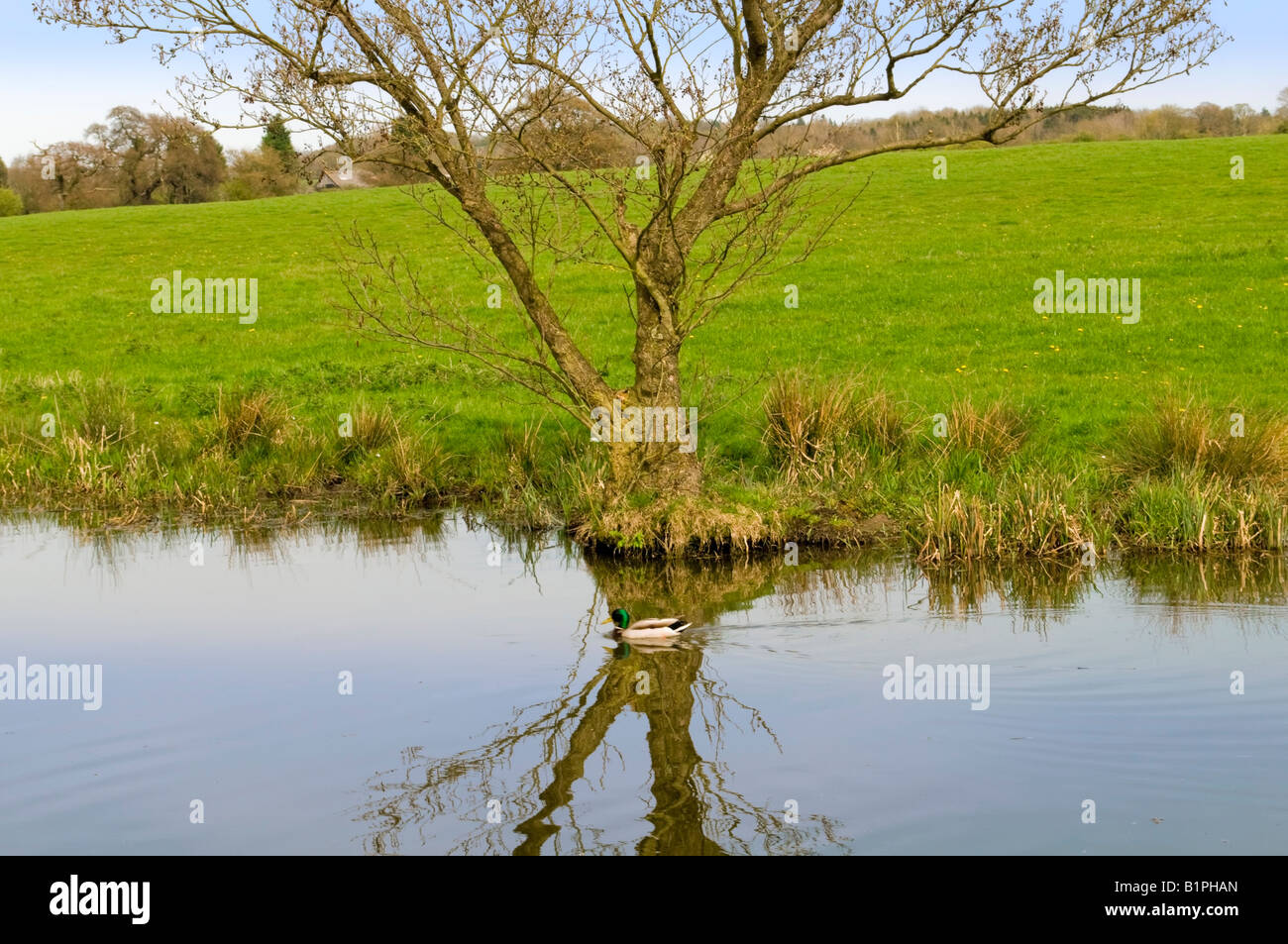 bank banks river rivers riverside waterside bush bushes trees plants ...