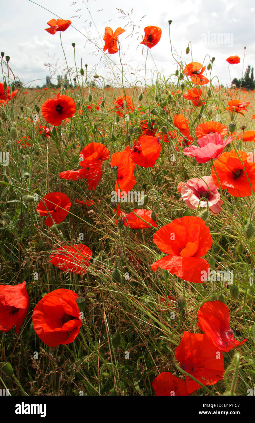 Remembrance poppies group hi-res stock photography and images - Alamy