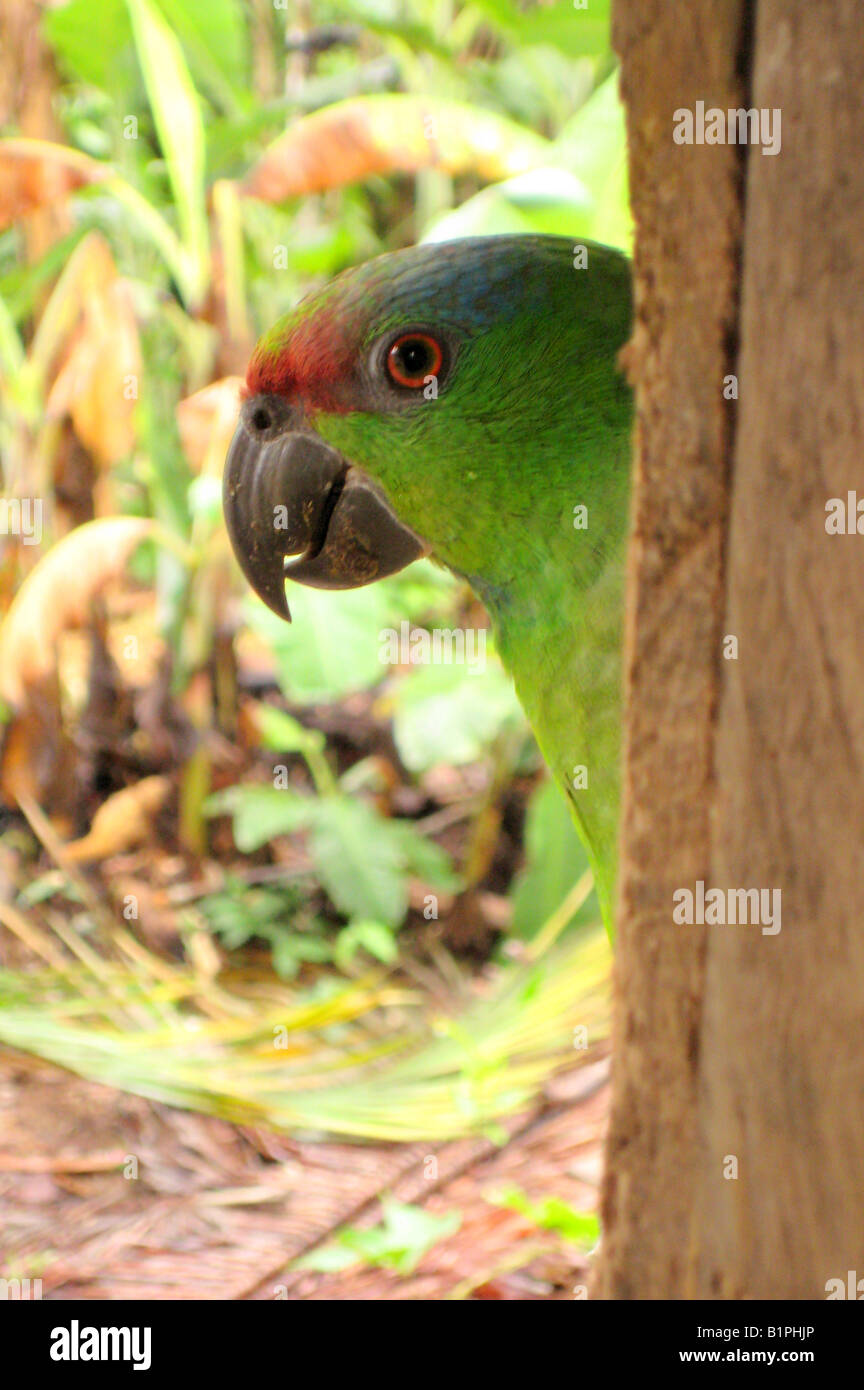 Parrot looking around door-frame Stock Photo - Alamy