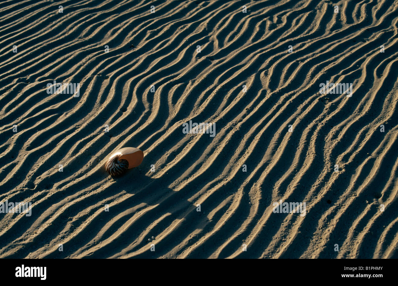 Chambered nautilus shells hi-res stock photography and images - Alamy