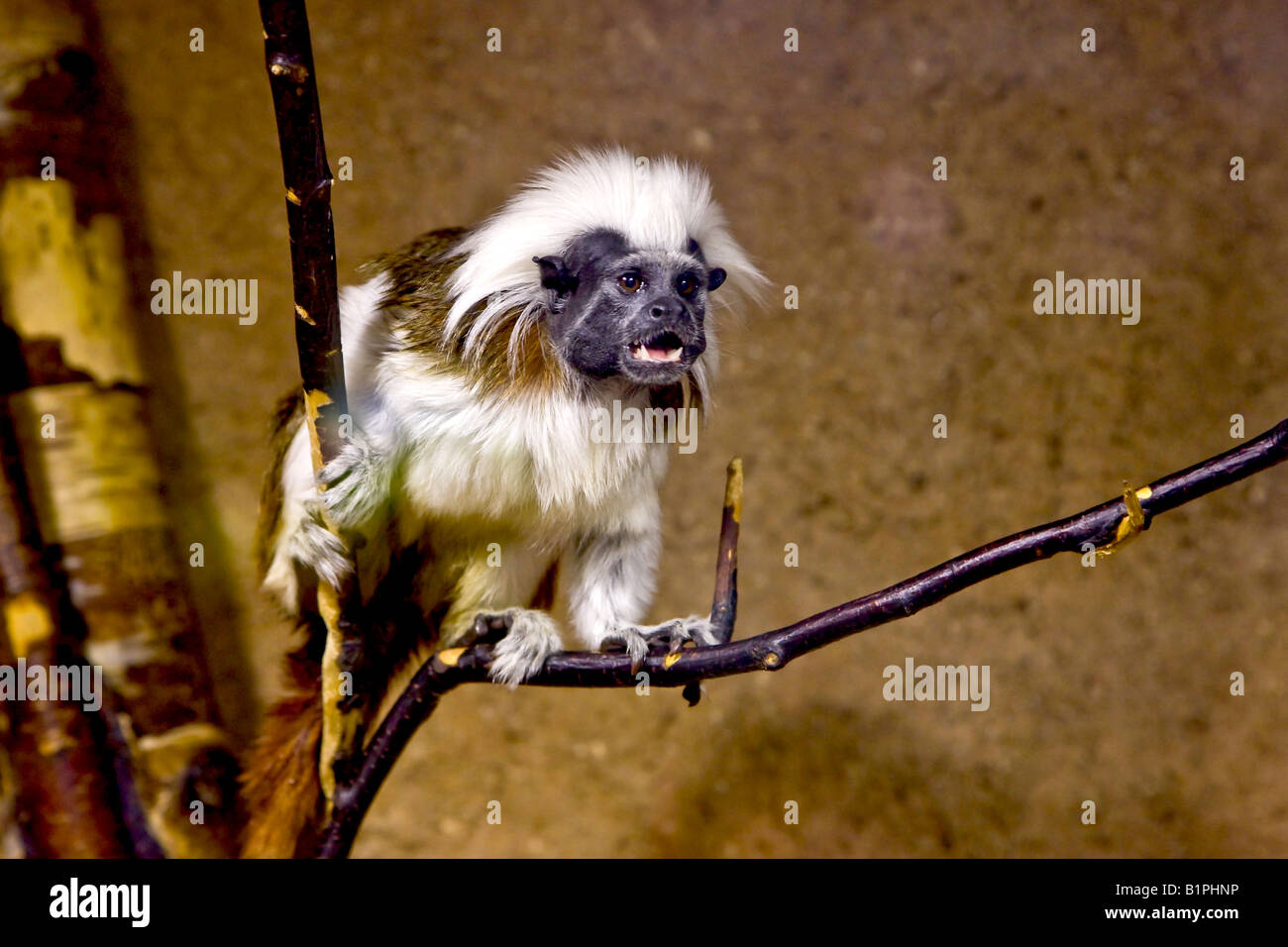 Tamarin monkey hi-res stock photography and images - Alamy