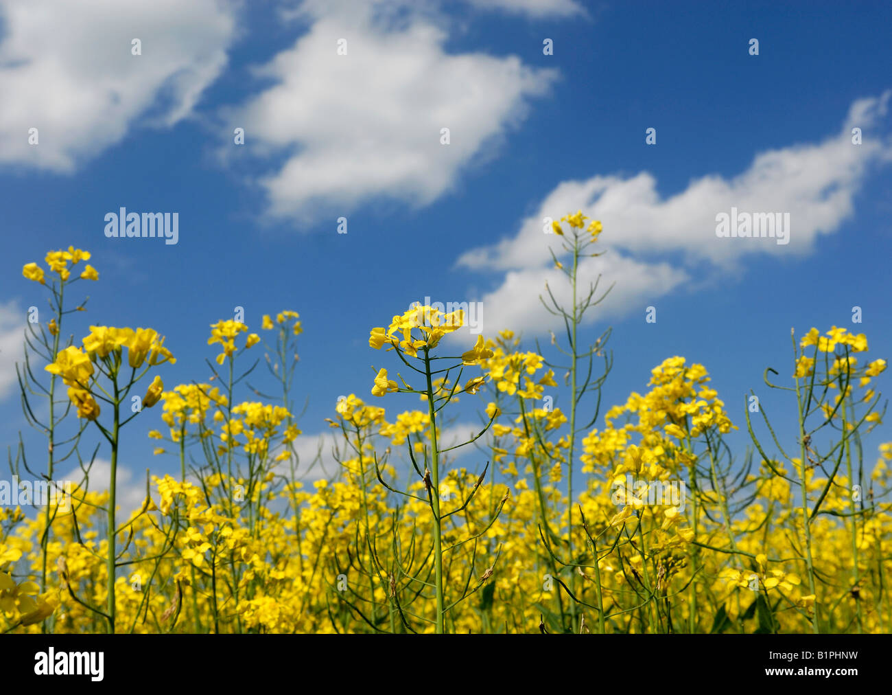 Field of yellow rape seed Stock Photo - Alamy