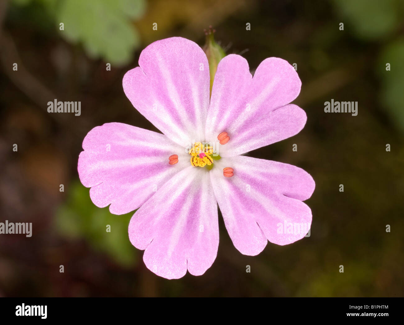 Pink flower geranium robertianum hi-res stock photography and images ...