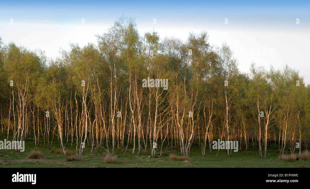 peak district landscape with silver birch trees Stock Photo - Alamy