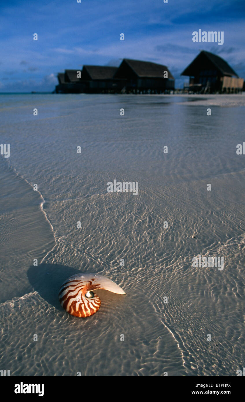 Nautilus shell on the beach near the water bungalows on Cocoa island ...