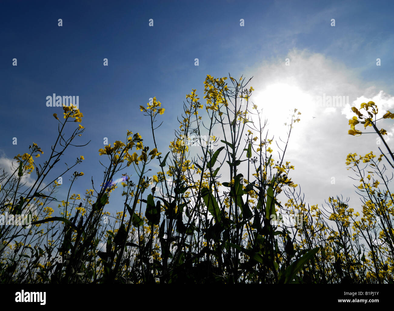 Field of yellow rape seed Stock Photo - Alamy