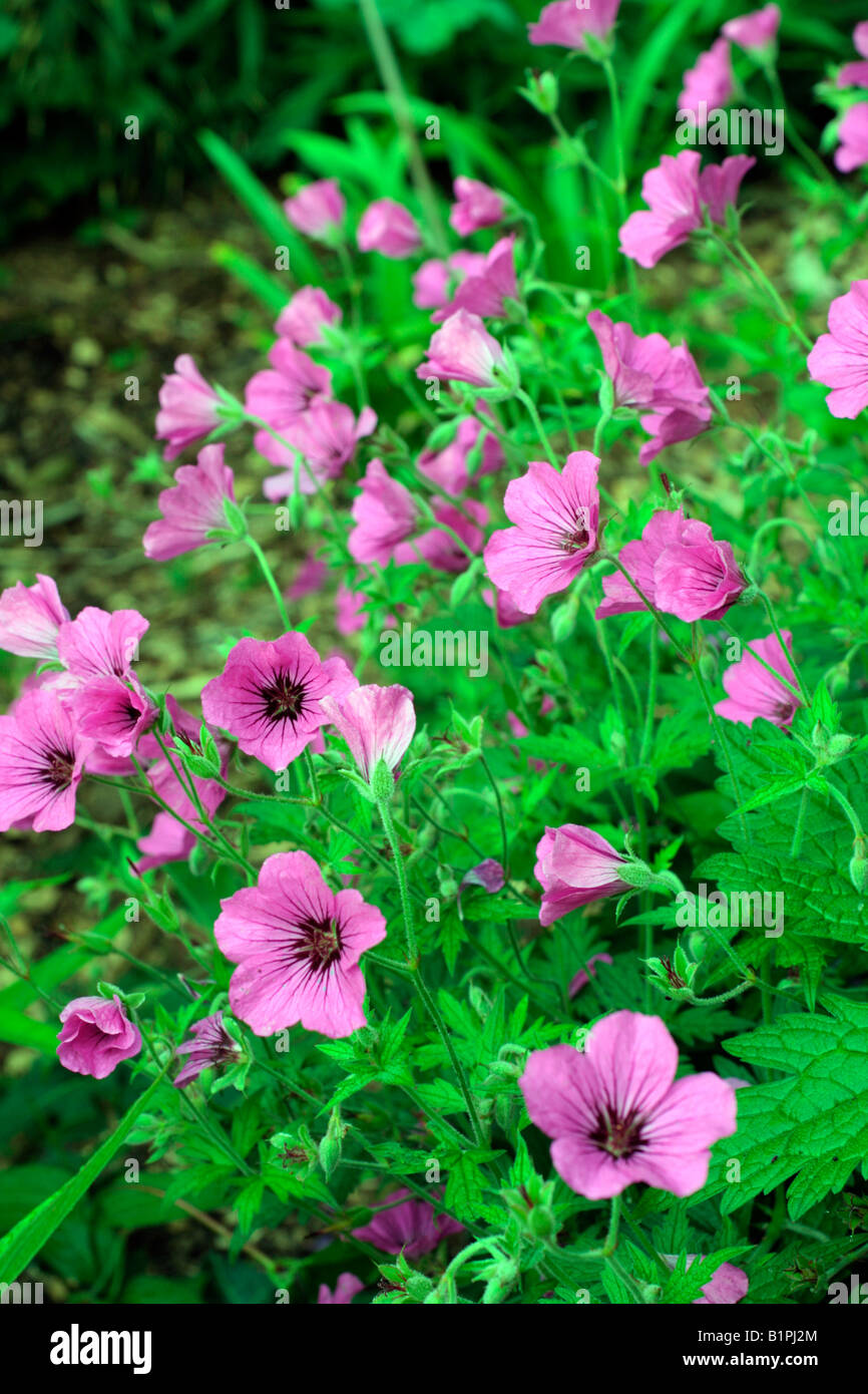GERANIUM PATRICIA AGM Stock Photo - Alamy