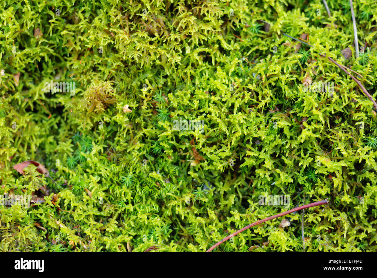 Green wet moss Stock Photo - Alamy