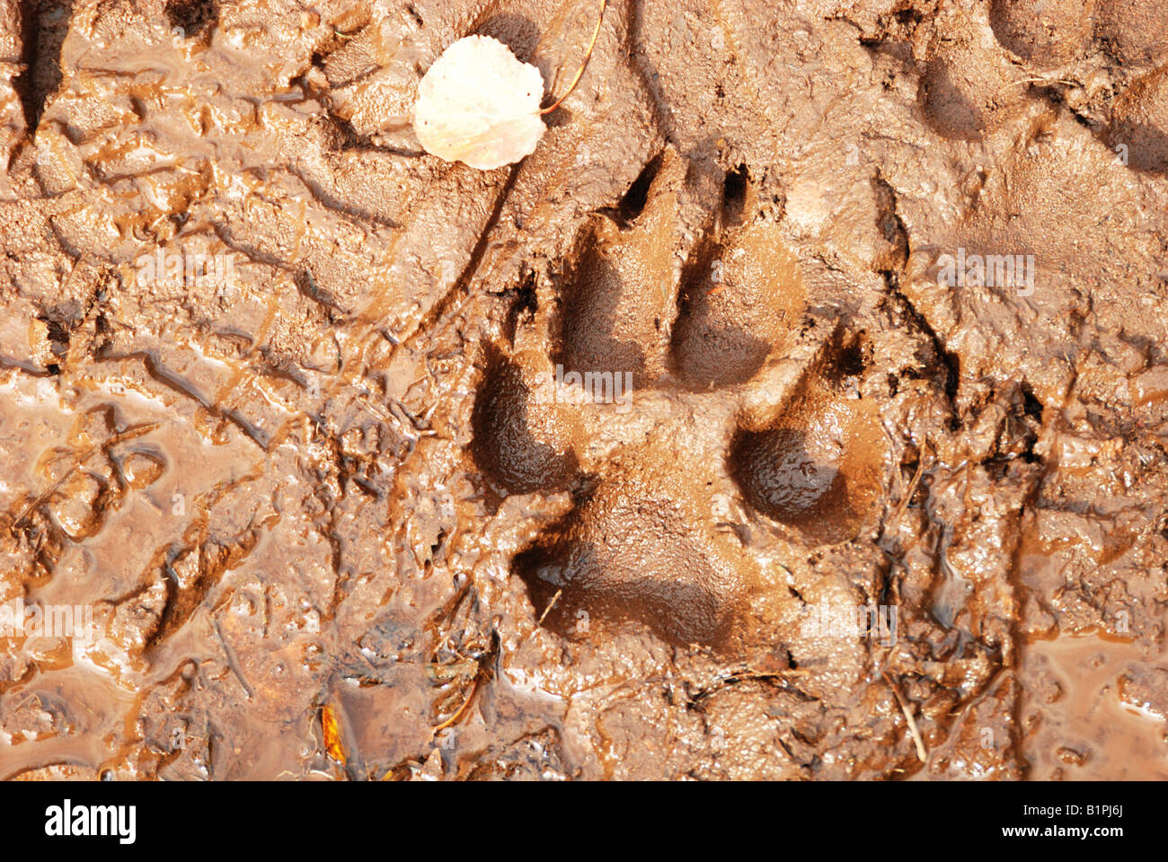Wolf Tracks In Mud