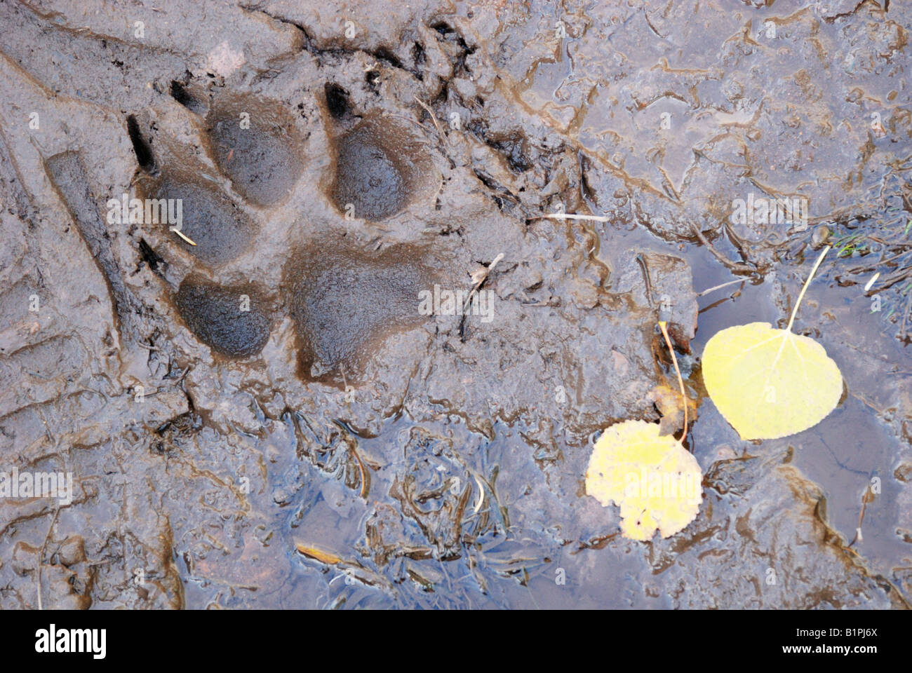 Wolf Tracks In Mud