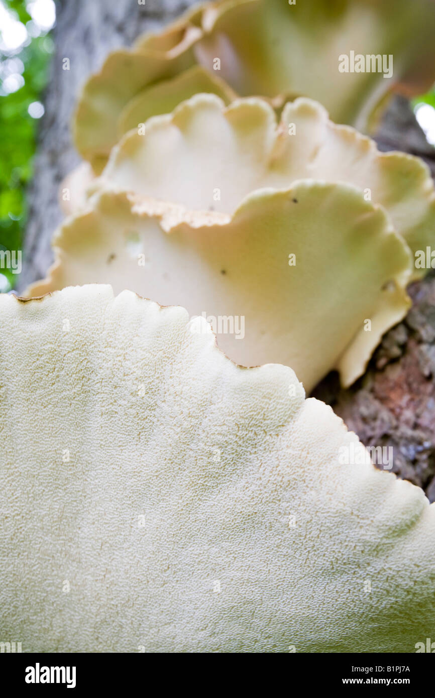 fungus growing on a sweet chestnut tree Stock Photo - Alamy