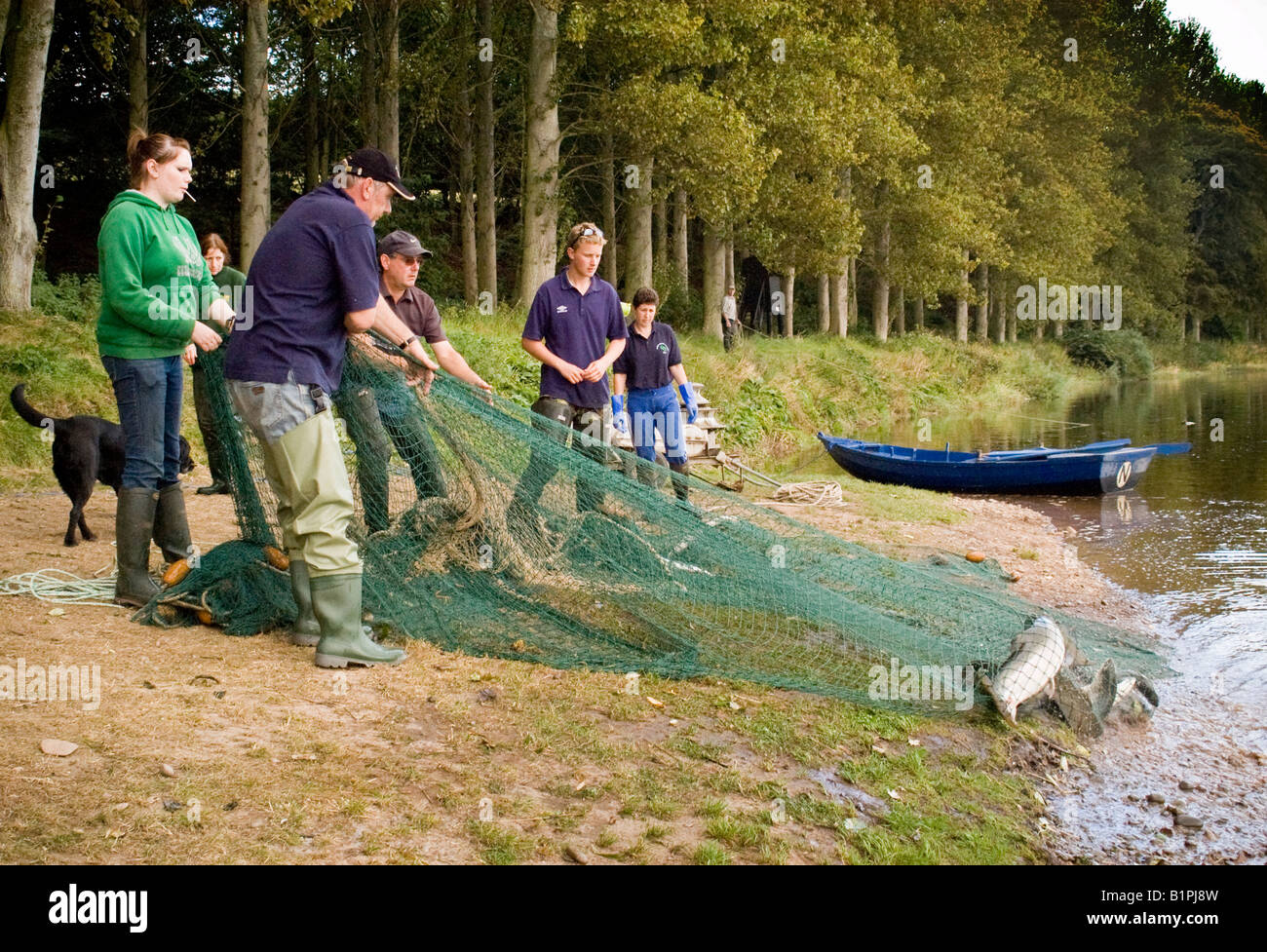Traditional salmon fishing on the River Tweed at Paxton Stock Photo - Alamy