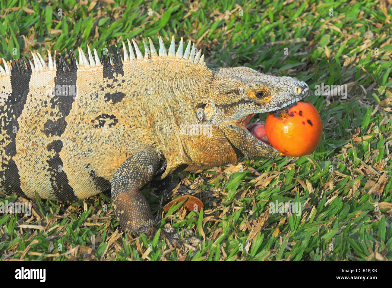 Iguana black spiny reptile grass hi-res stock photography and images ...