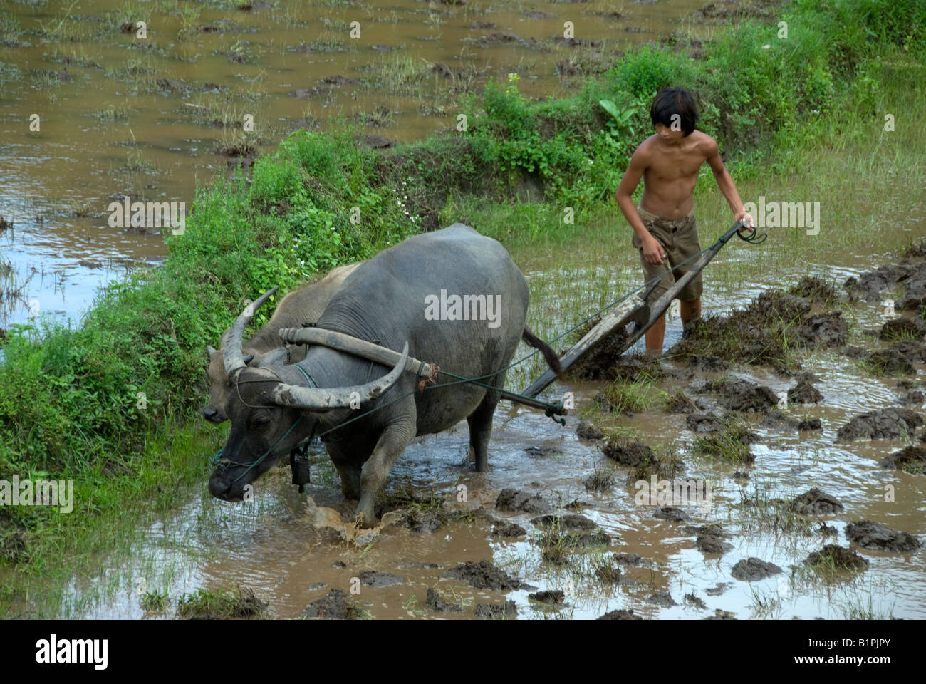 Boy with a buffalo ploughing a paddy field in northern Thailand Stock ...