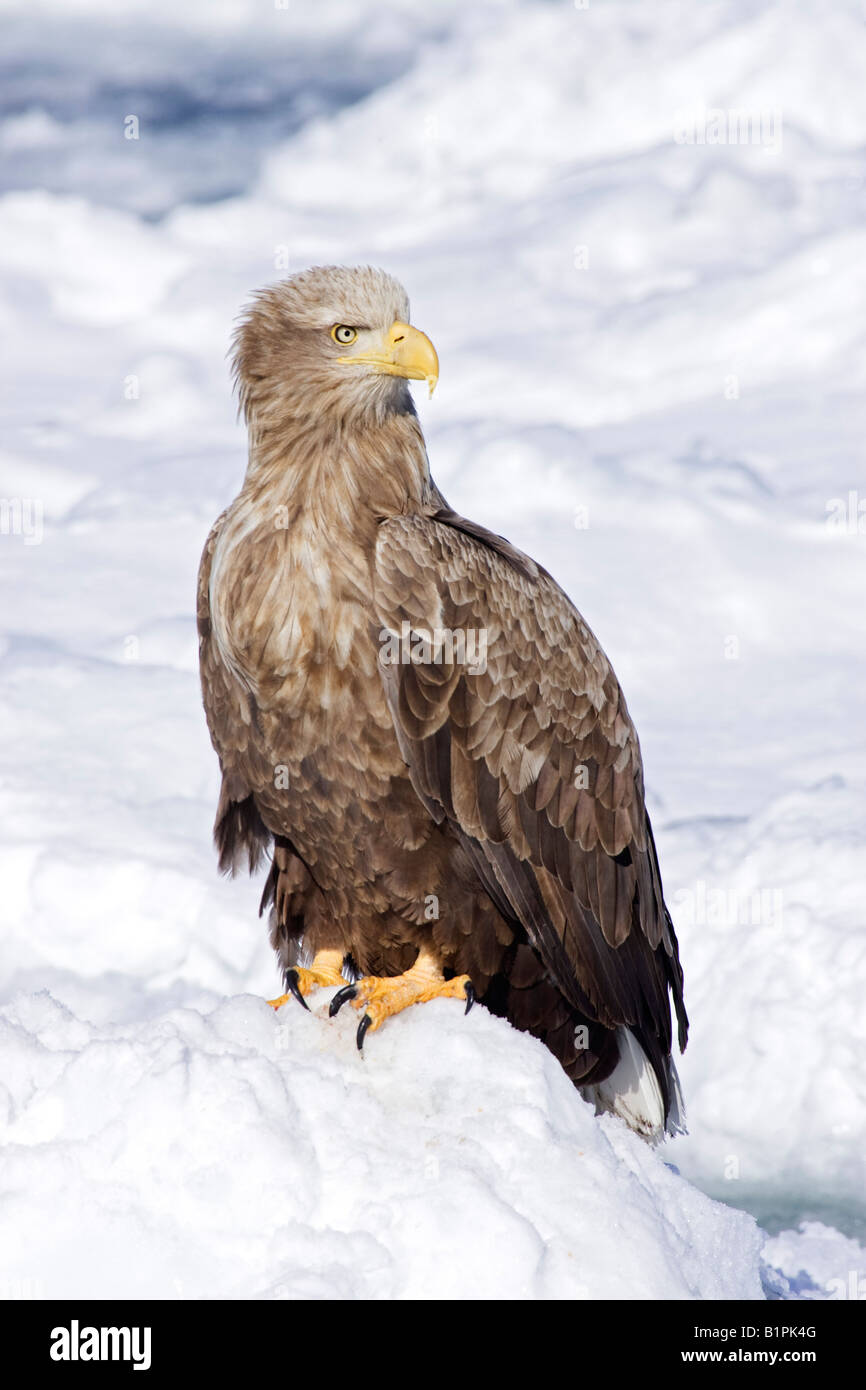 White tailed Sea eagle sitting on pack ice Japan Nemuro Strait Stock ...