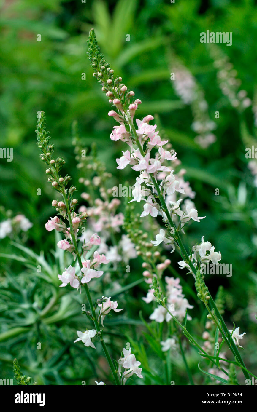 Linaria purpurea canon went hi-res stock photography and images - Alamy