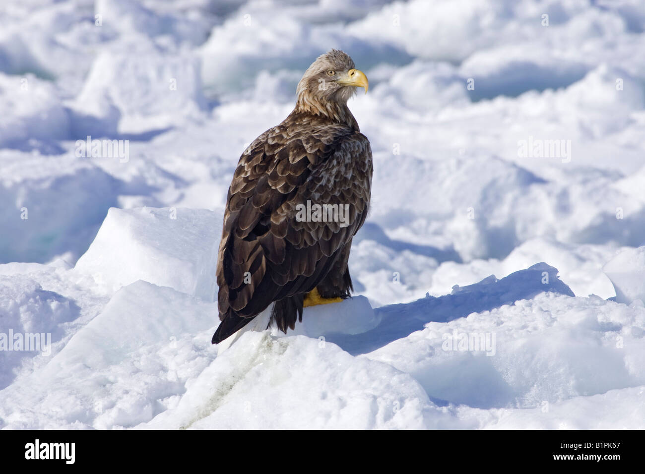 White tailed Sea eagle sitting on pack ice Japan Nemuro Strait ...