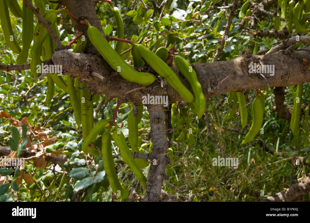 Carob tree ceratonia siliqua hi-res stock photography and images - Alamy