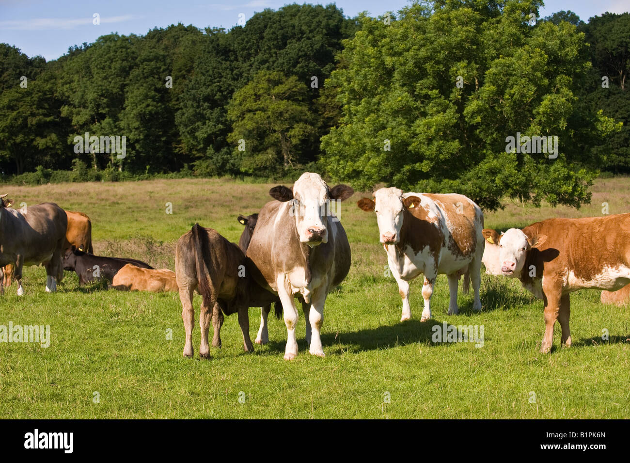 Field of domestic cattle Stock Photo - Alamy
