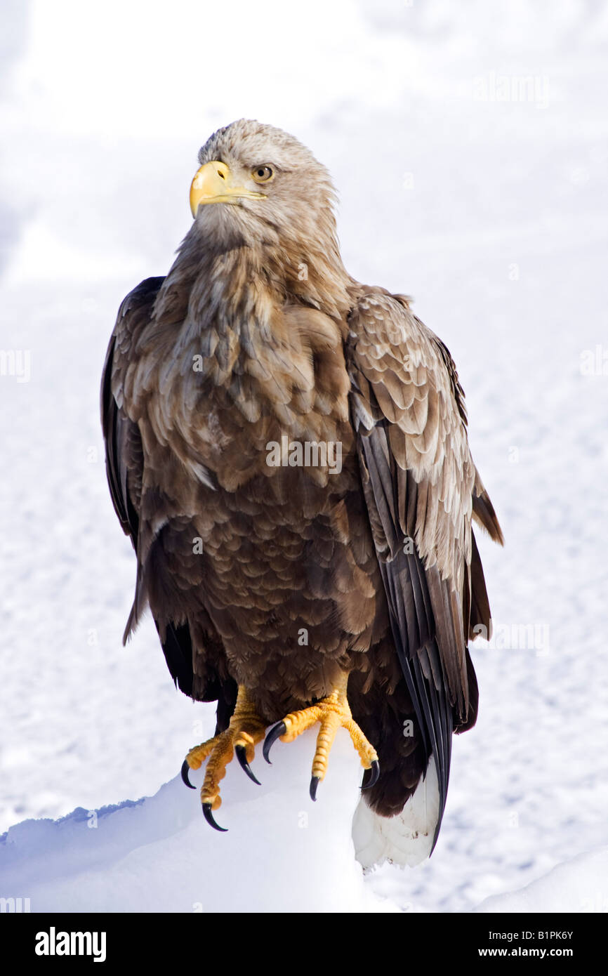 White tailed Sea eagle sitting on pack ice Japan Nemuro Strait Stock ...
