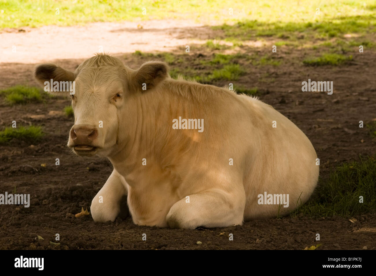 A cow resting in the shade Stock Photo - Alamy