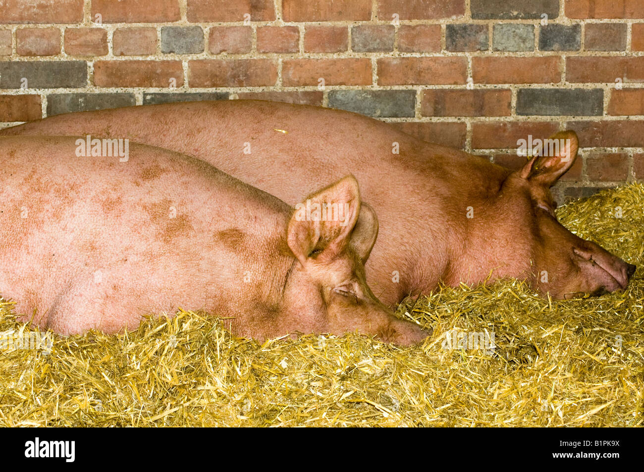 Two pigs sleeping Stock Photo - Alamy