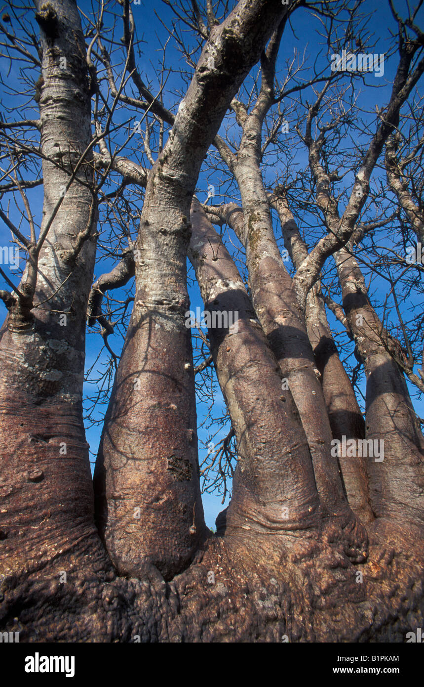 Boab Tree Kenya Africa Stock Photo - Alamy