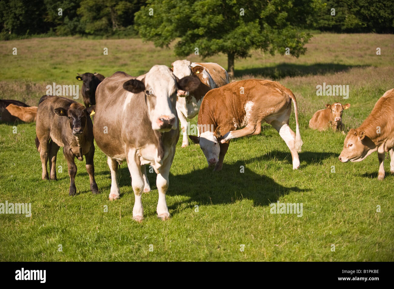 cows and calf in norfolk field Stock Photo - Alamy
