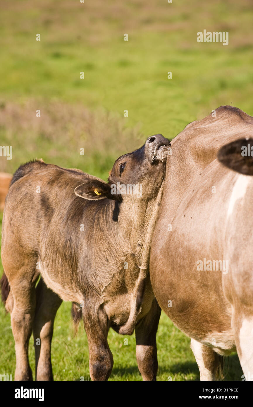 Calf scratching on mothers rump Stock Photo - Alamy