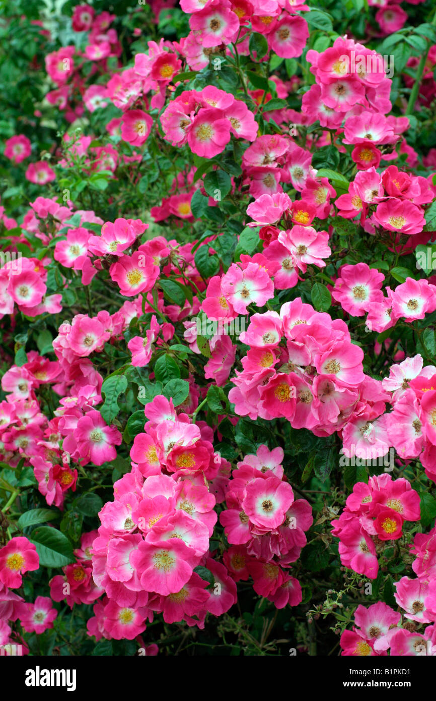 ROSA AMERICAN PILLAR RAMBLER ROSE Stock Photo - Alamy