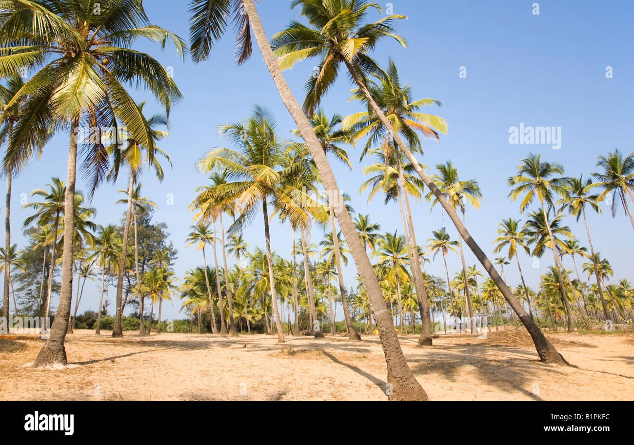 Grove of coconut trees hi-res stock photography and images - Alamy