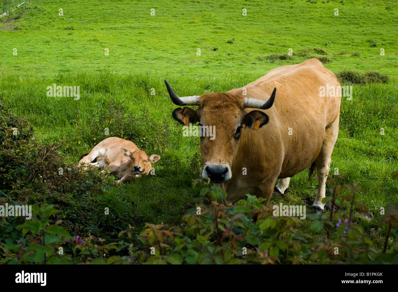 Vaca espanola hi-res stock photography and images - Alamy