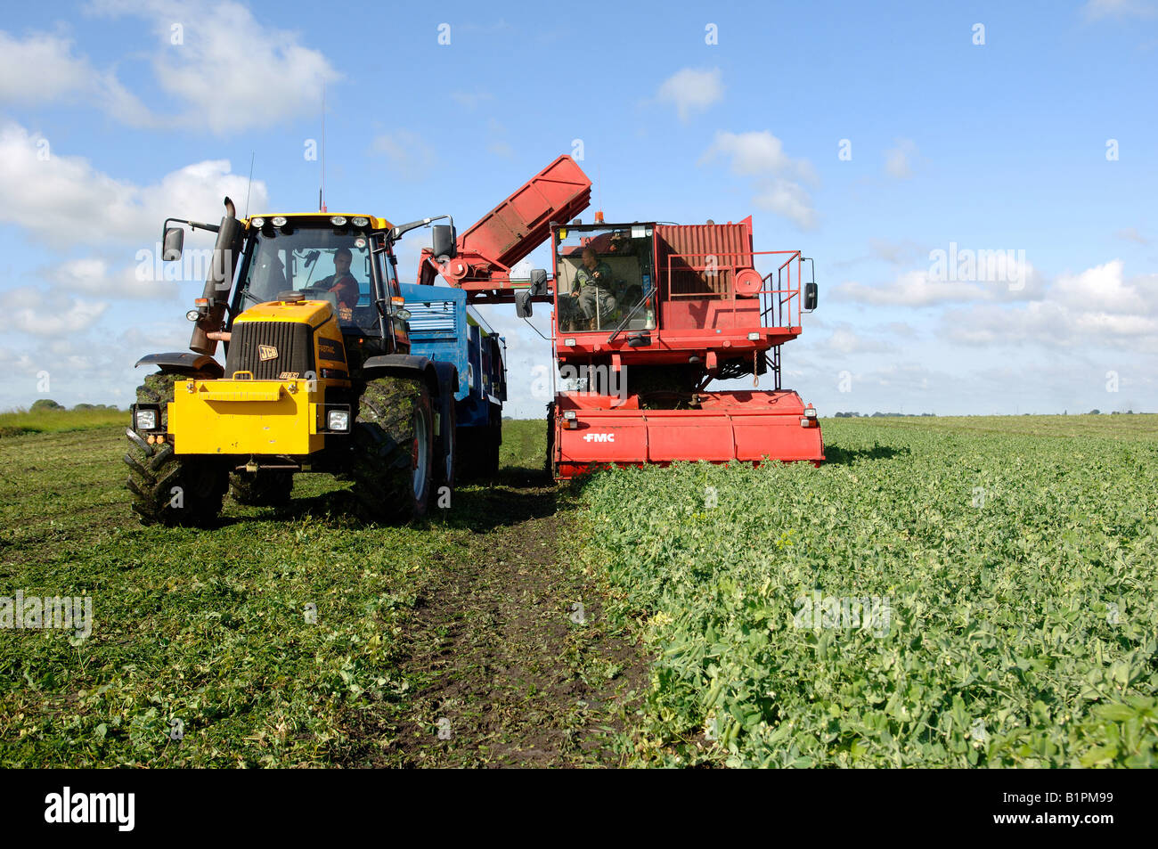 Vining peas hi-res stock photography and images - Alamy