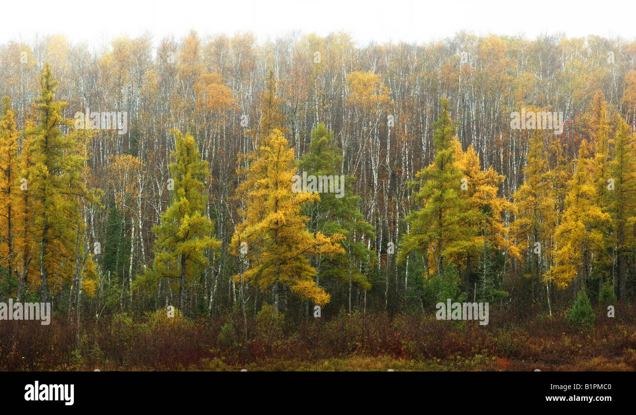 Cliffside grove of pine and yellow birch trees in fall at splitrock ...